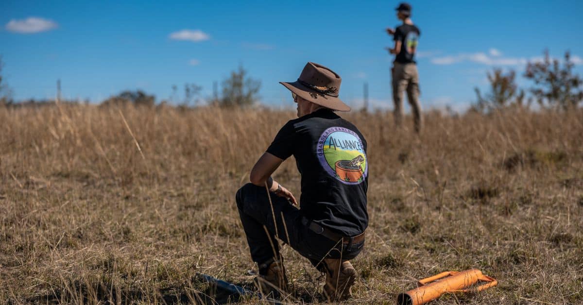 Bathurst Grassland Earless Dragon: Rediscovering A Species - Grassland ...