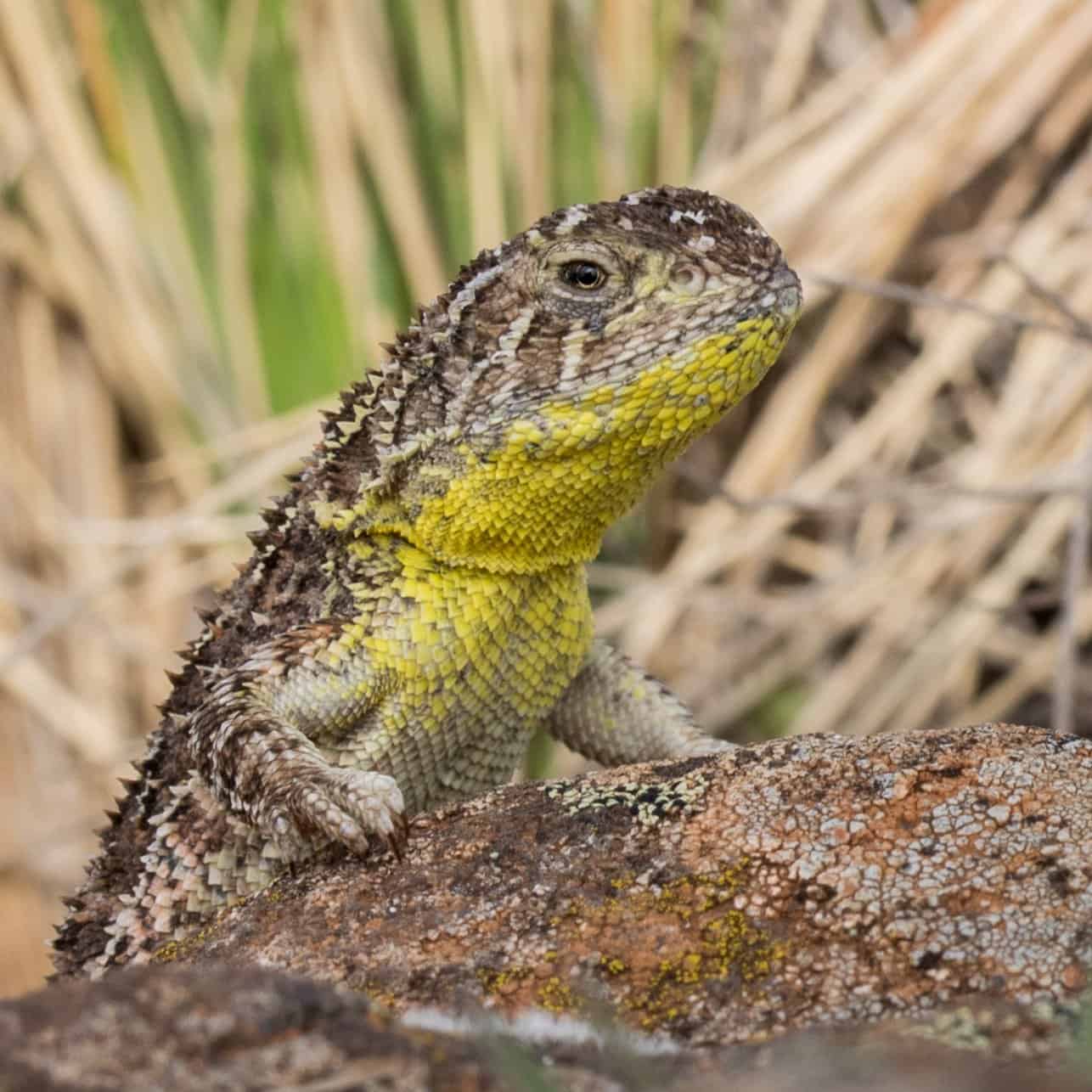 Home - Grassland Earless Dragon Alliance