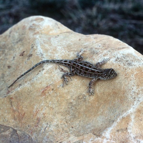 About The Dragons - Grassland Earless Dragon Alliance