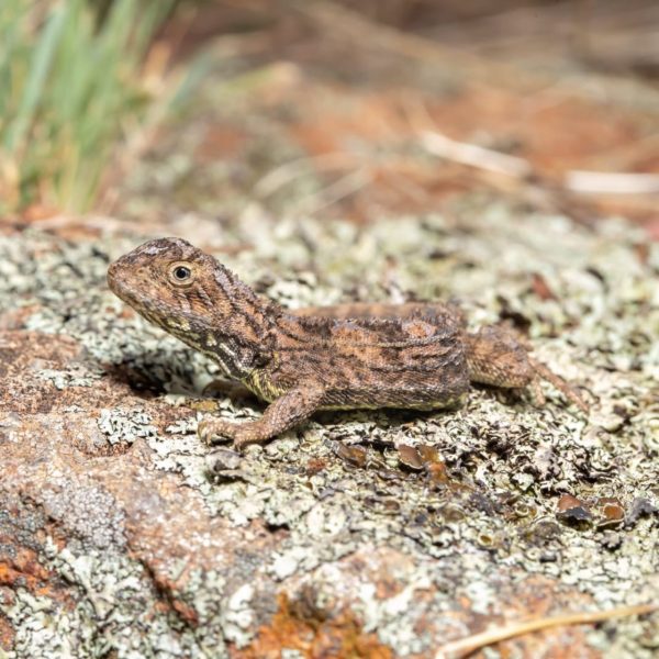 About The Dragons - Grassland Earless Dragon Alliance