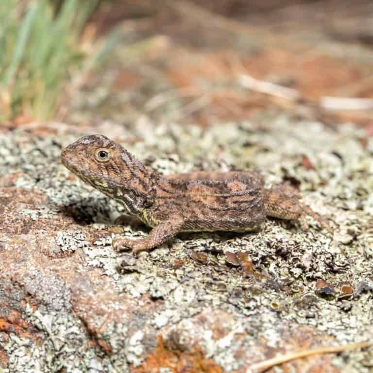 About The Dragons - Grassland Earless Dragon Alliance