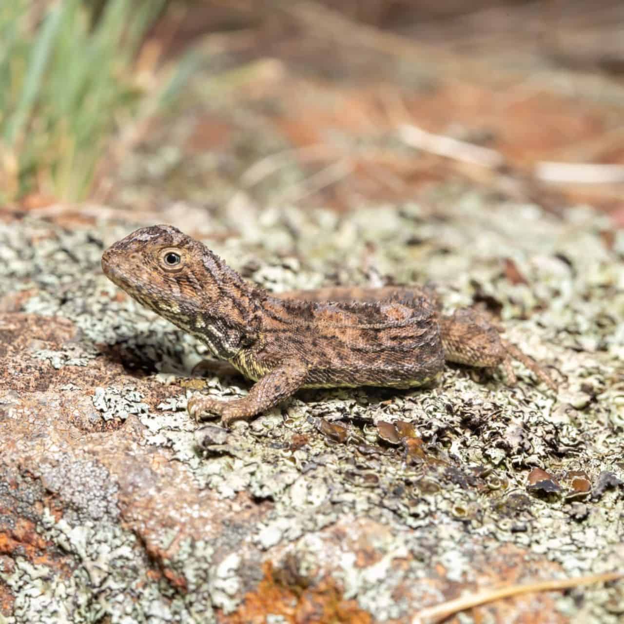 About The Dragons - Grassland Earless Dragon Alliance