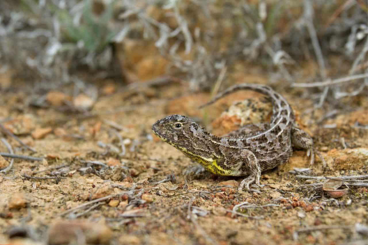 About The Dragons - Grassland Earless Dragon Alliance