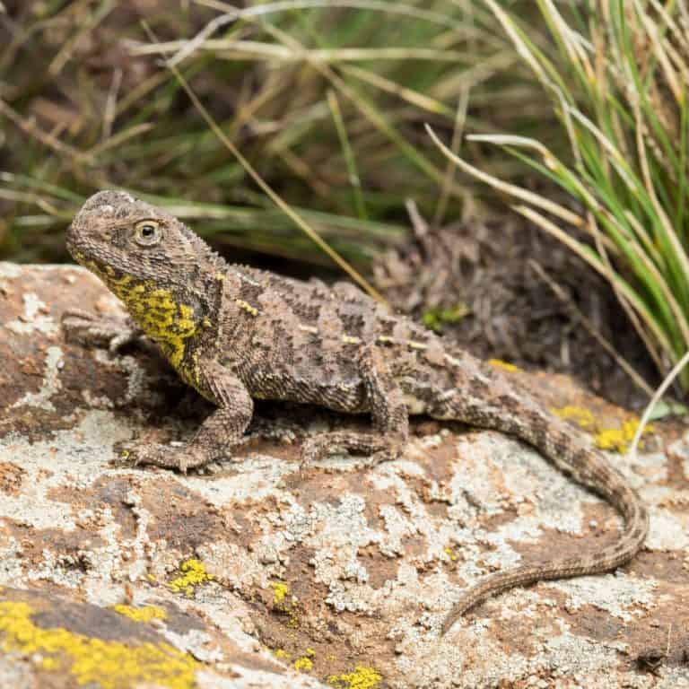 About The Dragons - Grassland Earless Dragon Alliance