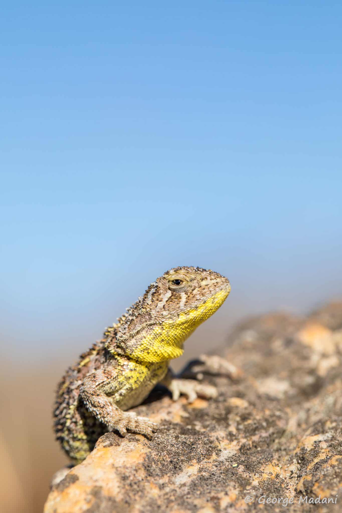 Home - Grassland Earless Dragon Alliance