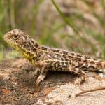 About The Dragons - Grassland Earless Dragon Alliance