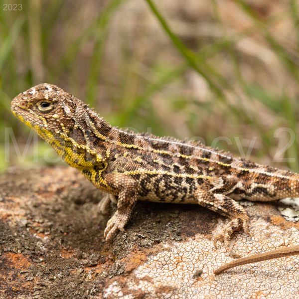 About The Dragons - Grassland Earless Dragon Alliance